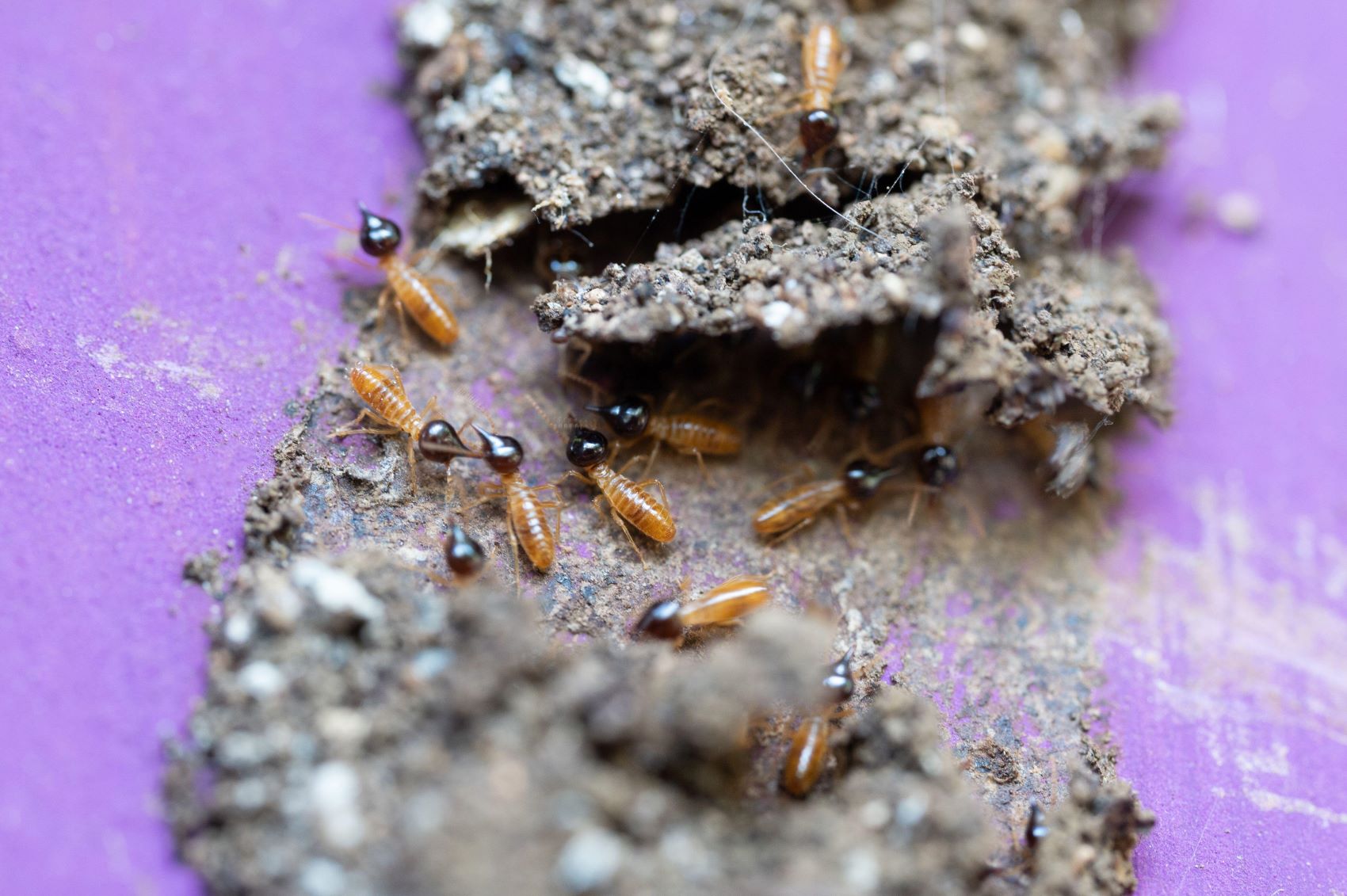 What Do We Know About the New Ransomware Gang Termite? - Starthub Asia